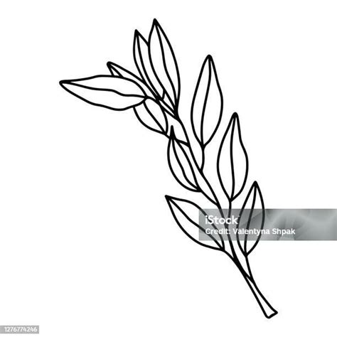흰색 배경에 추상 올리브 가지의 아름다운 섬세한 그림 잎이 있는 나뭇가지의 흑백 벡터 손 그림 계절에 대한 스톡 벡터 아트 및 기타 이미지 Istock