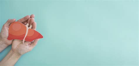 건강한 간을 들고 있는 손 장기 기증 간염 예방접종 간암 치료 세계간염의 날 지방간에 대한 스톡 사진 및 기타 이미지 지방간 A 형 간염 B형간염 Istock