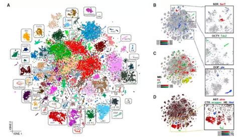 文献解读：10× Genomics 单细胞转录组测序在构建细胞图谱中的应用 丁香园