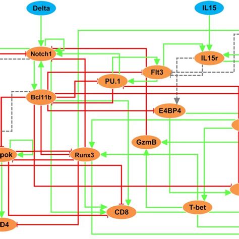 The Regulatory Network Depicting The Interactions Inferred From