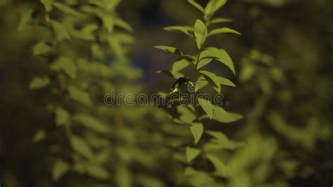 Japanese Firefly Or Genjibotaru Or Luciola Cruciata Glowing In Tatsuno