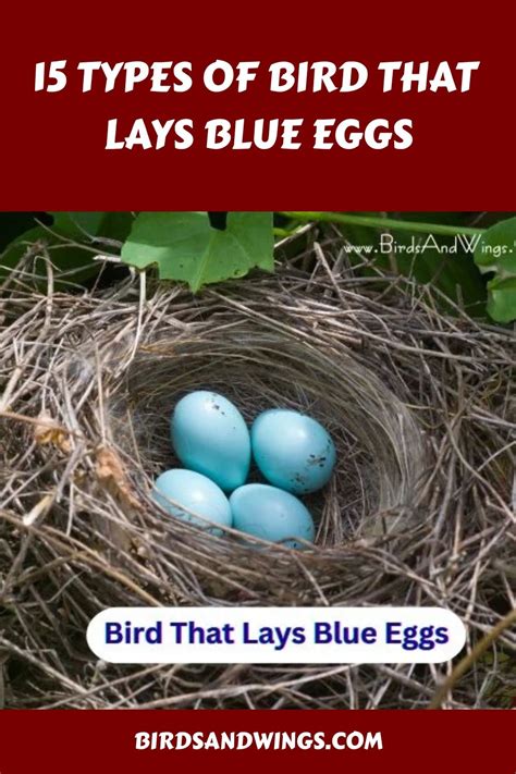 Nests And Bird Eggs Artofit