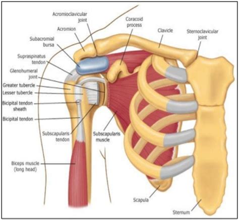 Rotator Cuff Anatomy Anterior Download Scientific Diagram