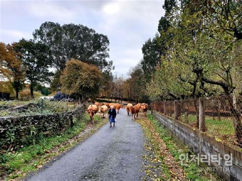 오동호의 산티아고 순례기 11 프리미티보 순례길과 새로운 청춘 인저리타임