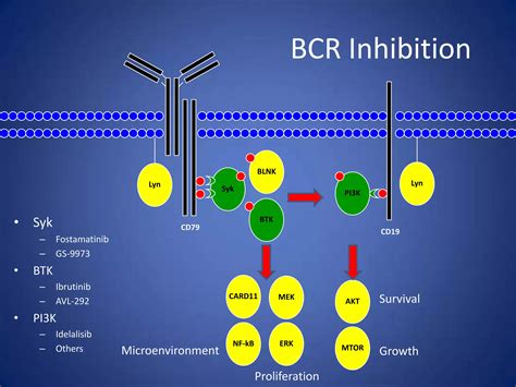 Bcr Signaling And Inhibition Ppt