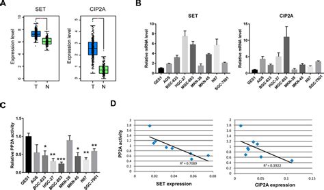 Increased Set And Cip2a Expression Are Associated With Reduced Pp2a