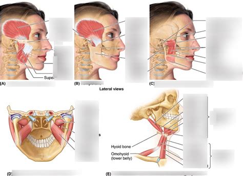 Temporal And Infratemporal Region Pt 6 Diagram Quizlet