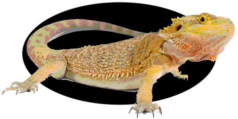 Bearded Dragon Care Info Habitat Diet And Health Pets With Scales