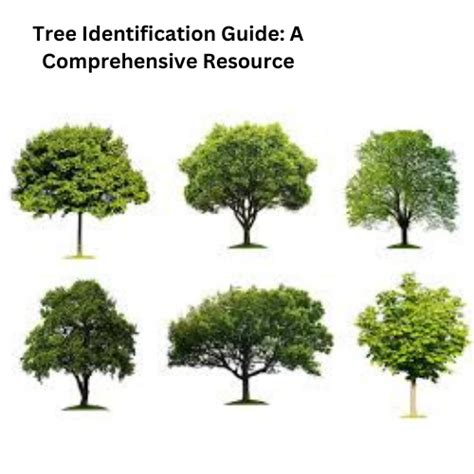 Tree Identification Guide Timber Splitter Warehouse