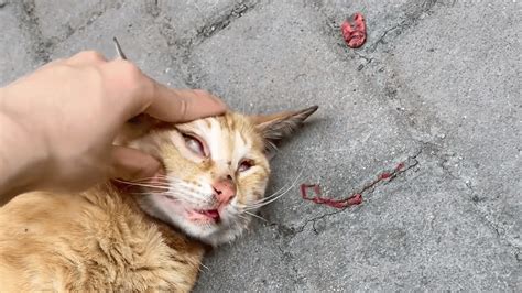 도로 한복판에서 잠든 고양이 깨우려 하면 벌어지는 일 재미진