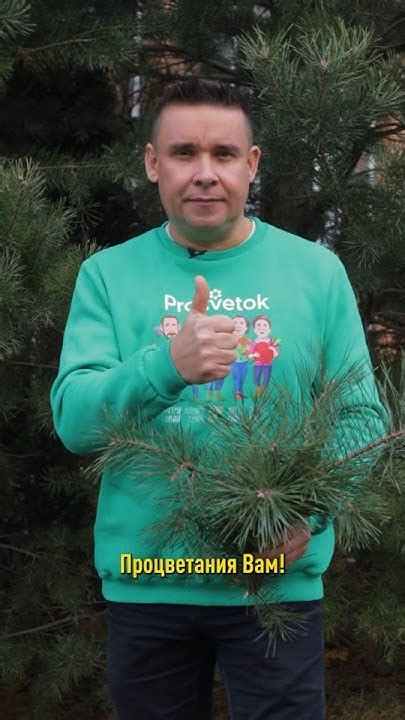 Это средство избавит от тли, белокрылки, трипса и других опасных ...
