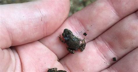 Teeny Tiny Frogs Album On Imgur