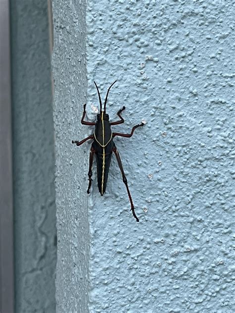 Locust Or Grasshopper Rwhatsthisbug