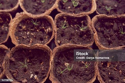 창턱에 녹색 묘목이있는 생분해 성 냄비 유기농 묘목 냄비에서 자라는 신선하고 녹색 채소 묘목의 꼭대기 전망 0명에 대한 스톡 사진 및 기타 이미지 Istock