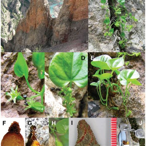 Dioscorea Chouardii Plant Care And How To Grow Water