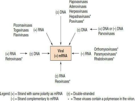 Viral Replication Pptx