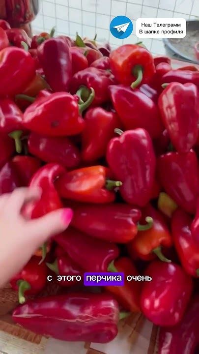 Урожай перцев собран огород дача овощи урожай Youtube