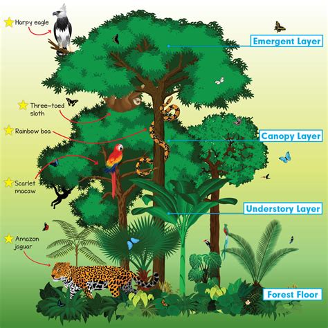Rainforest Ecosystem Diagram