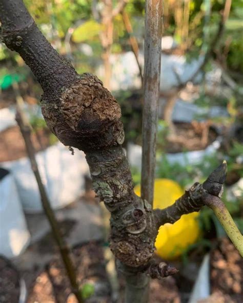 9 Common Fig Tree Diseases With Pictures World Of Garden Plants