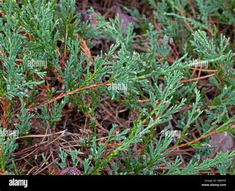Creeping Cedar