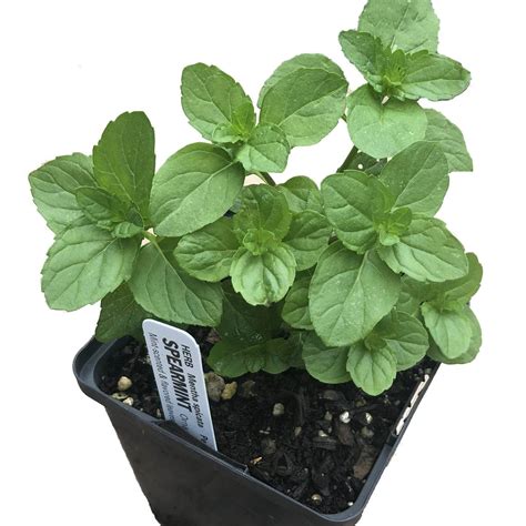 Peppermint Plant In Pot