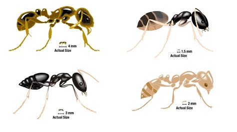 Identification Is The Key To Ant Control Syngenta Ppm