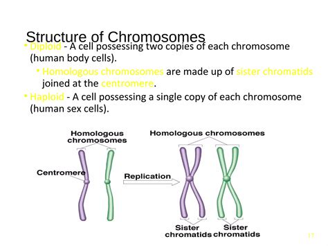 Cell Cycle Its Regulation And Checkpoints Ppt