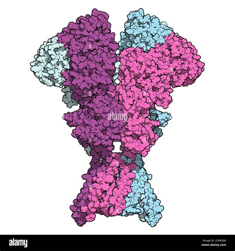Nmda Receptor Ionotropic Glutamate Receptor Structure Of The Human