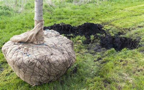 Tree Protection Stock Photos Images And Backgrounds For Free Download