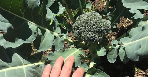Broccoli Update Imgur