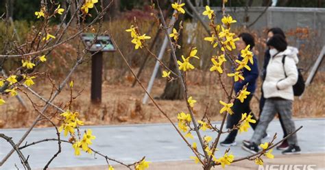 따뜻한 겨울 날씨에 개나리 개화 [오늘의 한 컷]