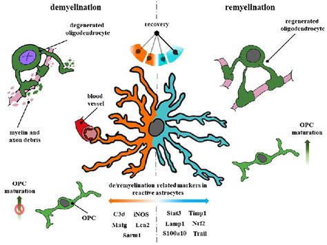 Molecules Expressed By Reactive Astrocytes During De And Download