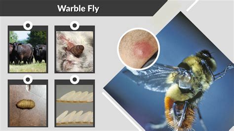 Warble Fly Identification Behavior And Human Impact