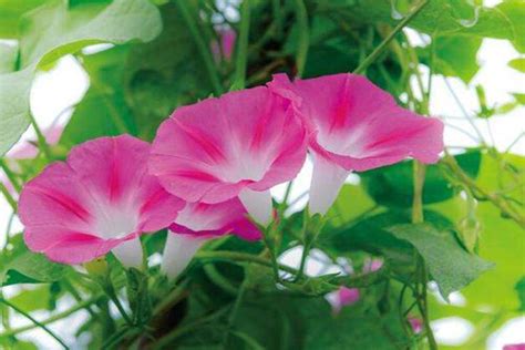 牵牛花6月份还能种吗 绿宝园林网