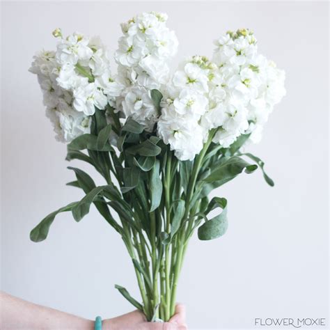 White Stock Flower Bouquet White Stock Bouquet