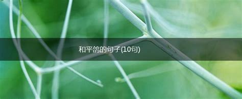 和平鸽的句子 10句