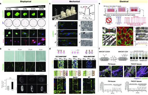 Biostimulatory Platforms To Promote Induced Pluripotent And Direct Download Scientific Diagram