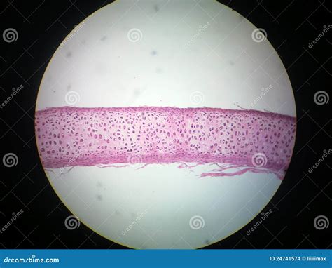 Chondrocytes Stock Images Image 24741574