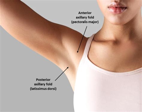 Part Axilla Flashcards Quizlet