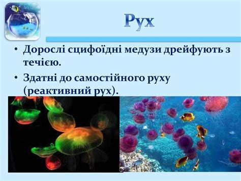 Тип Кишковопорожнинні презентация онлайн