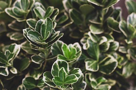 Wintercreeper Euonymus Care And Growing Guide
