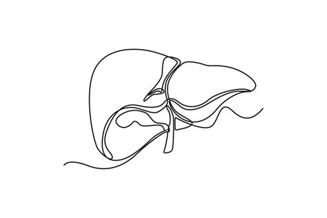 Human Liver Diagram Drawing