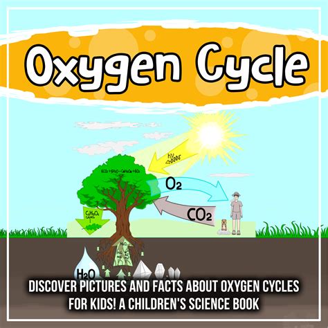 Oxygen Cycle Steps Simple