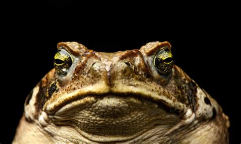 Cane Toad Profile Reptile Craze
