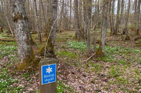 Biotope Conservation Area With Flowering Anemones In Spring Stock Image