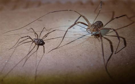 Do Daddy Long Legs Spiders Bite Omnis Pest Control