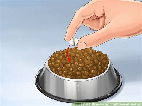 How To Diagnose And Treat Cholangitis In Cats 14 Steps