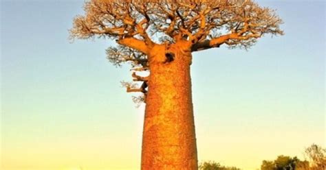 소설 어린왕자 로 유명한 바오밥나무 국내 첫 개화얽힌 전설
