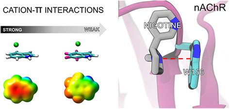 Cation π Interactions And Their Functional Roles In Membrane Proteins Abstract Europe Pmc