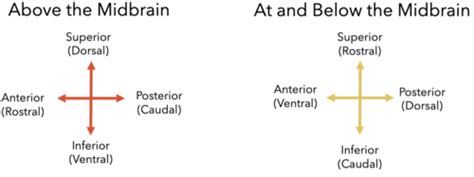 module 3 section 5 central nervous system the spinal cord and brain flashcards quizlet